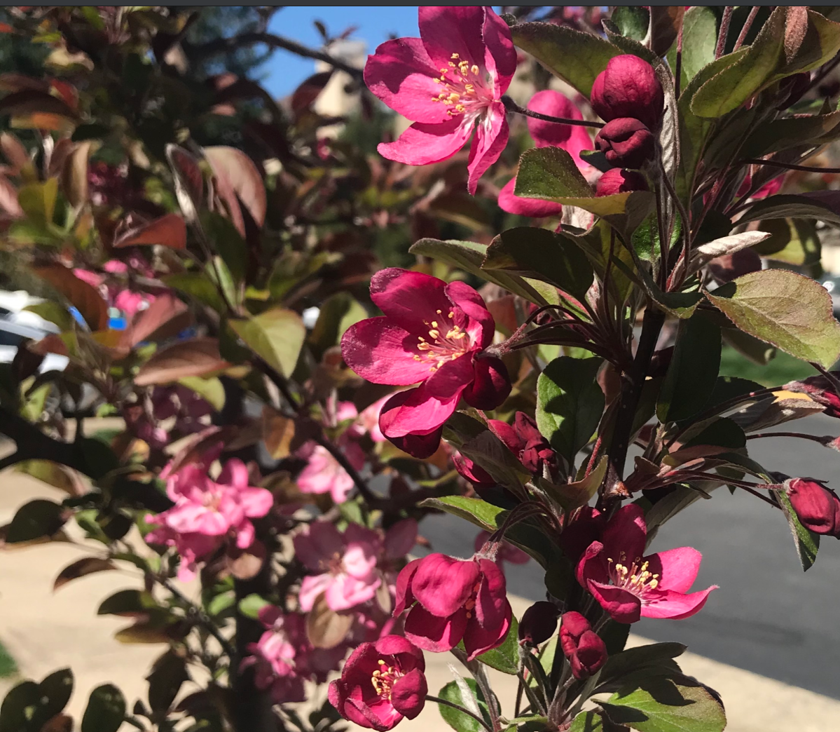 Ode to a Robinson Crabapple Tree – 190Days
